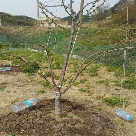 좋은 품종 맛있는 체리나무묘목 유실수 향수묘목농원