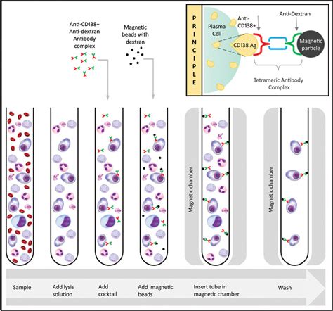 Magnetic Cell Sorting Macs Of Cd138 Plasma Cells Using Anti Cd138 Download Scientific Magnetic Cell Sorting Macs Of Cd138 Plasma Cells Using Anti Cd138 Download Scientific