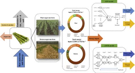 Ai And Life Cycle Assessment Reveal Sugar Beet Farmings Eco Impact