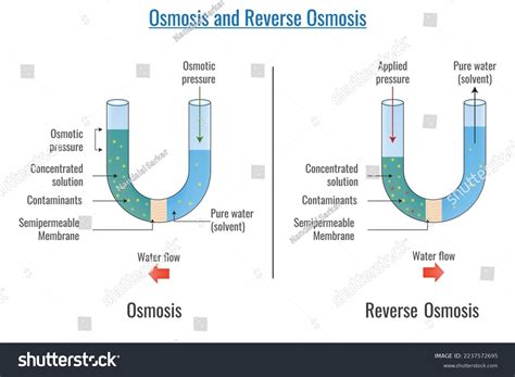 Diagram Showing Osmosis In Plant Cell Stock Illustration Download