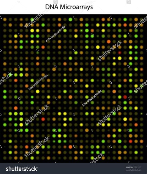Dna Microarray Technology Stock Vectors And Vector Art Shutterstock