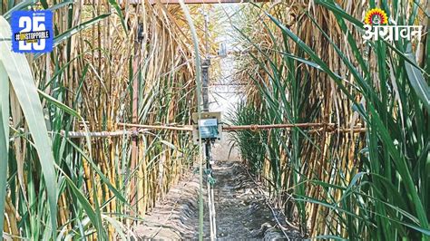 Ai Sugarcane Farming । ऊस शेतीत ‘एआय फायदेशीर । Boost In Sugarcane Yields Through Ai Iot And