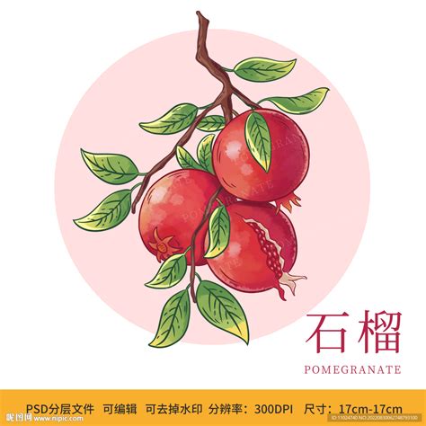 手绘水果石榴包装插画设计图水果生物世界设计图库昵图网