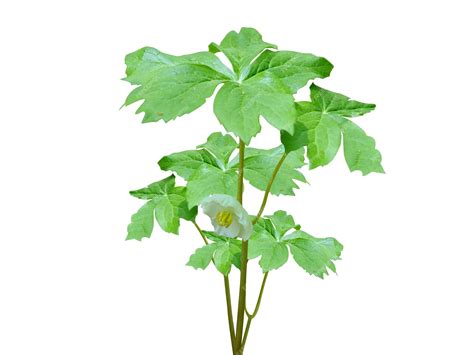 Premium Photo Podophyllum Peltatum Is An Herbaceous Perennial Plant