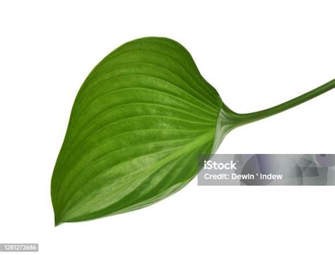 카드웰 백합 잎 흰색 배경에 고립 된 녹색 원형 잎 클리핑 경로 0명에 대한 스톡 사진 및 기타 이미지 0명 긴 나무 Istock