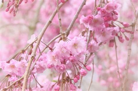 枝垂れ桜の花言葉と見頃種類育て方 答えます