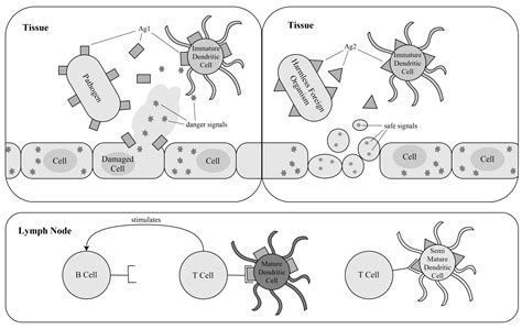 Algorithms Free Full Text Towards Bio Inspired Anomaly Detection Using The Cursory Dendritic