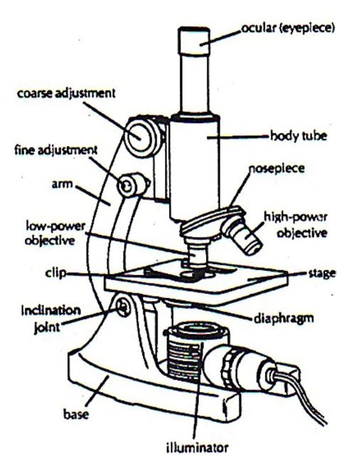 Microscope Diagram Unlabeled