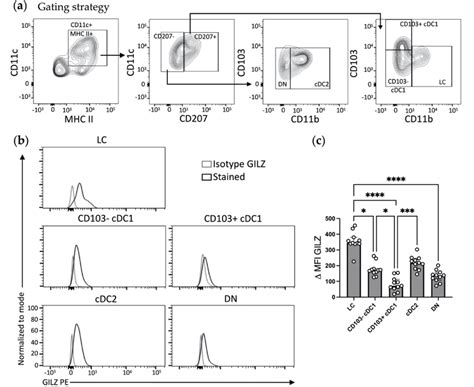 Assessment Of Gilz Expression Levels In Skin Dc Subsets At Steady Download Scientific Diagram