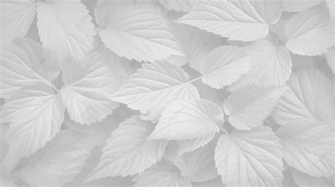 무성한 단풍 나뭇잎 오버레이의 질감 있는 투명한 배경 잎맥 에코 리프 에코 배경 Png 일러스트 및 이미지 에 대한 무료 다운로드 Pngtree