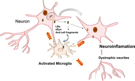 Alpha Synuclein Post Translational Modifications Implications For