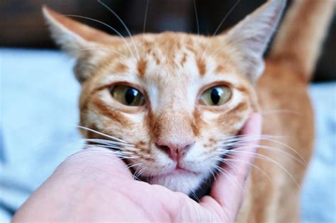 Page 10 Cat Conjunctivitis Images Free Download On Freepik