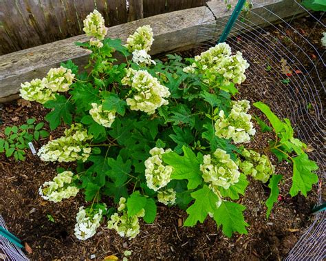 Gardens Ruby Slippers Dwarf Oakleaf Hydrangea Information
