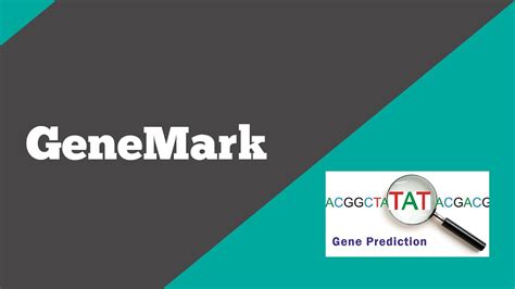 Bioinformatics Gene Mark How To Predict Gene Through Ab Initio