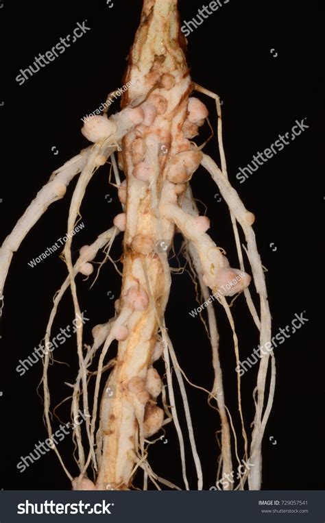 Root Nodules Plants At Margurite Stokes Blog