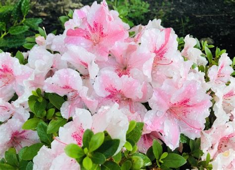 뉴욕 여름 정원백합 장미 수국 달리아 꽃