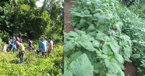 Philippines Planting Trees Around The Watershed VIVAT International