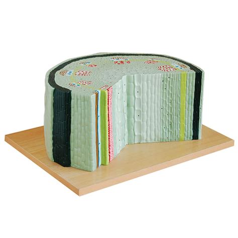 Buy Study Model Dicotyledon Stem Model Biological Anatomical Model Magnified Anatomical Section