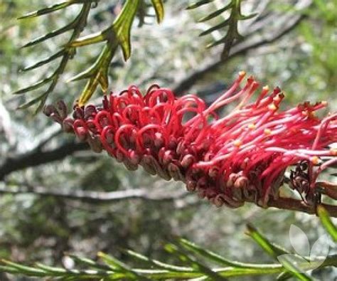 Grevillea Hookeriana Red Hooks Red Hooks Toothbrush Tree Trees