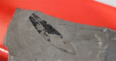 COAL FOSSIL Blackwater International Coal Centre