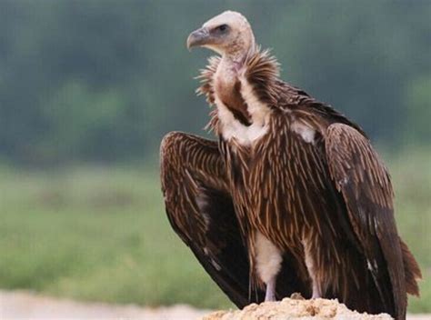 대머리 독수리에 대한 놀라운 사실