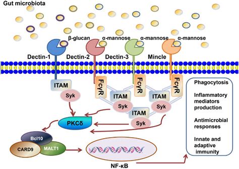 C Type Lectin Receptors Clrs Are Transmembrane Pattern Recognition Download Scientific