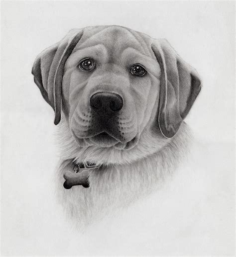Yellow Lab Sketch At PaintingValley Com Explore Collection Of Yellow Lab Sketch