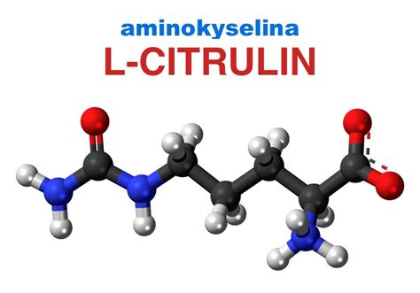 L-Citrulin - lepší prokrvení, pevnější erekce - Erekce Guru