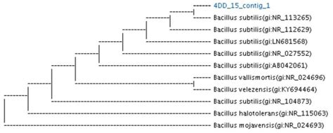 Phylogenetic Relationship Between The Bacillus Subtilis Strain And Its