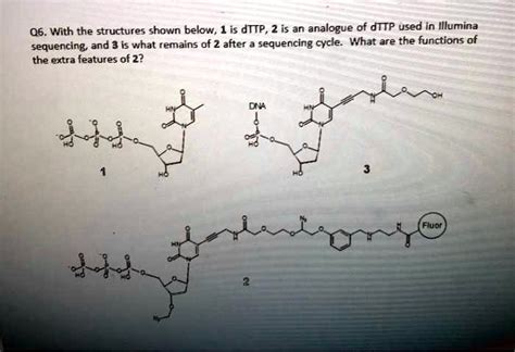 Solved 06 With The Structures Shown Belw 1 Is Dttp 2 Is A Analogue Of Dttp Used In Illumina