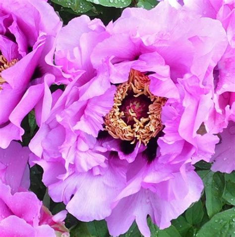 Angel Emily купить отзывы фото доставка Совместные покупки sp vestniksadovoda