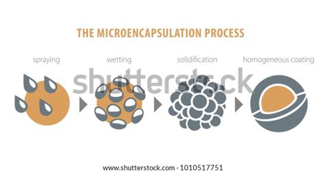 Microencapsulation Scheme Creating Composite Product Microcapsules Stock Vector Royalty Free