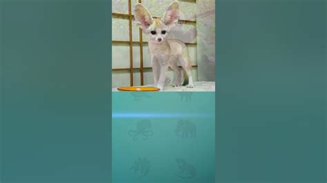 Топ 10 самых милых животных мира шортс жвотные дикиеживотные интересное топ10 Shorts