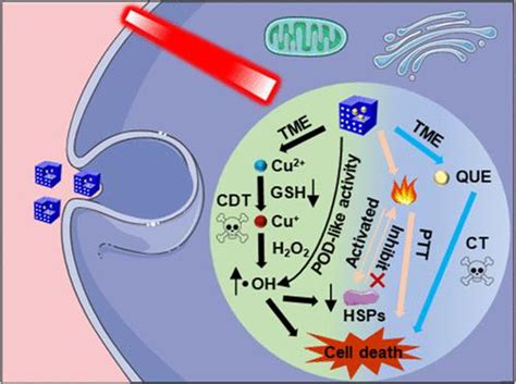 Hollow Nanoporous Prussian Blue Nanocubes Enriched With Cu2 And Loaded With Quercetin For