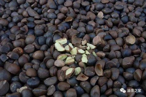 油茶籽去壳压榨、带壳压榨对比凤凰网