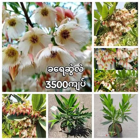 ဇီးကွက် Top One ပျိုးဉယျာဉ် ဇီးကွက် Top One ပျိုးဉယျာဉ်