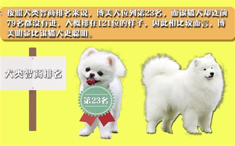 银狐犬和博美哪个聪明 哔哩哔哩