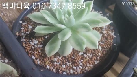 123 망치 일강 원앙금 핑크샴페인금 나비금 소정 안동먼디 천사 설백 행복 블루진 마리아녹금 황금에보니 레인보우 천만이 콩쪽빛 제이드스타콩 세트문의주세요 다육이