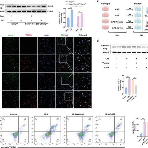 Sting Signaling Activation In Lps‐induced Microglia Enhanced Neuron