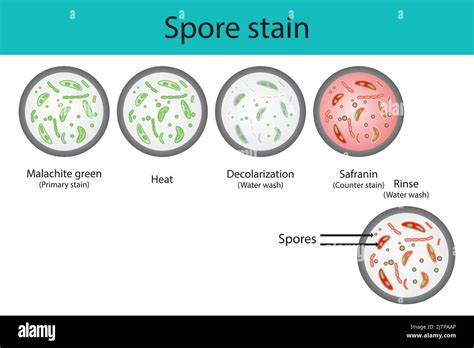 Spore Staining Microbiology Lab Technique Steps Diagram Using Malachite Green And Safranin