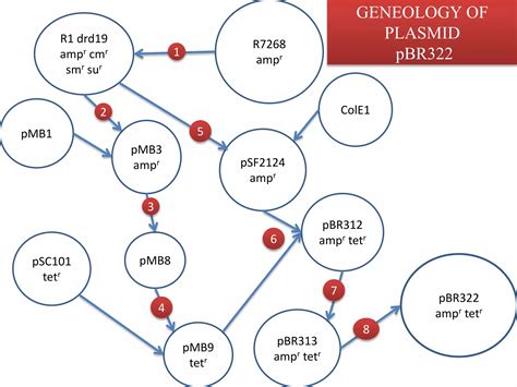 Plasmid Vector Ppt Msc I Ppt
