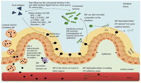 Intestinal Alkaline Phosphatase