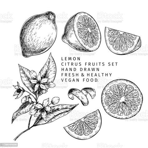 손으로 그린 레몬 과일과 잎 새겨진 벡터 그림입니다 신 감귤류 이국적인 식물 여름 수확 잼 또는 칵테일 비건 성분 메뉴 패키지 화장품 식품 디자인 감귤류 과일에 대한 스톡