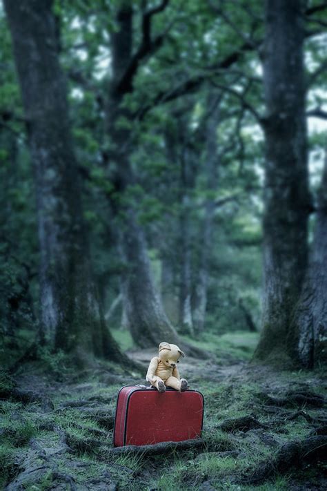 Alone In The Forest Photograph By Joana Kruse Fine Art America