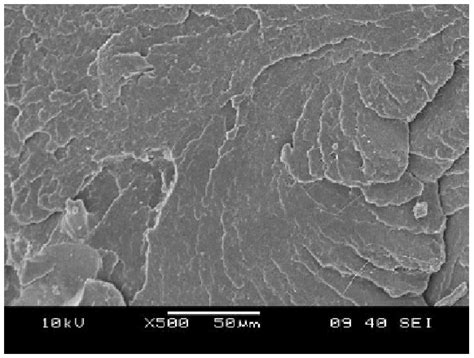 Scanning Electron Micrograph Of Tensile Fracture Surface Of Pla Films