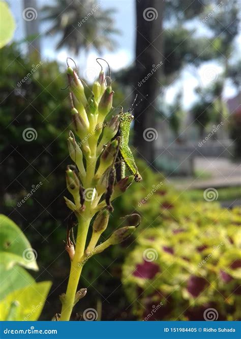 Grasshoper On Flower Top Stock Image Image Of Environment 151984405