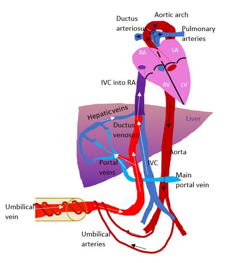 Ductus Venosus Ultrasound