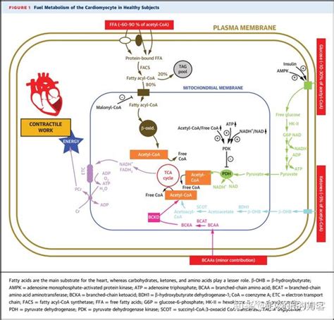 心肌代谢的治疗手法 知乎