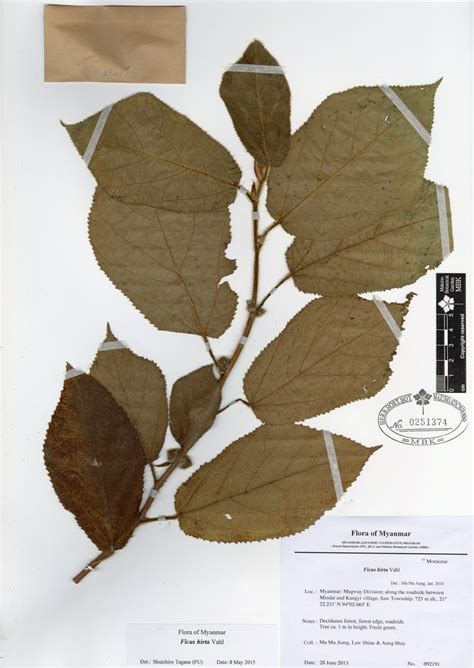 Ficus Hirta Vahl Myanmar Vascular Plants Database