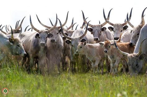 Саарал үхрийн үүлдэр нь Ix зууны New Leisure Club Facebook